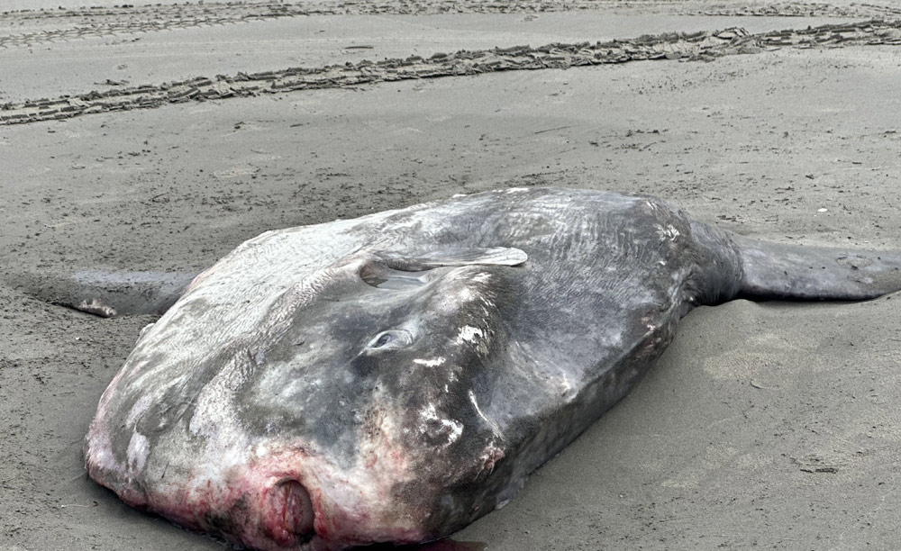 Nearly Seven Feet of Quirky, Circular Mola Mola Fish Ends Up on N ...