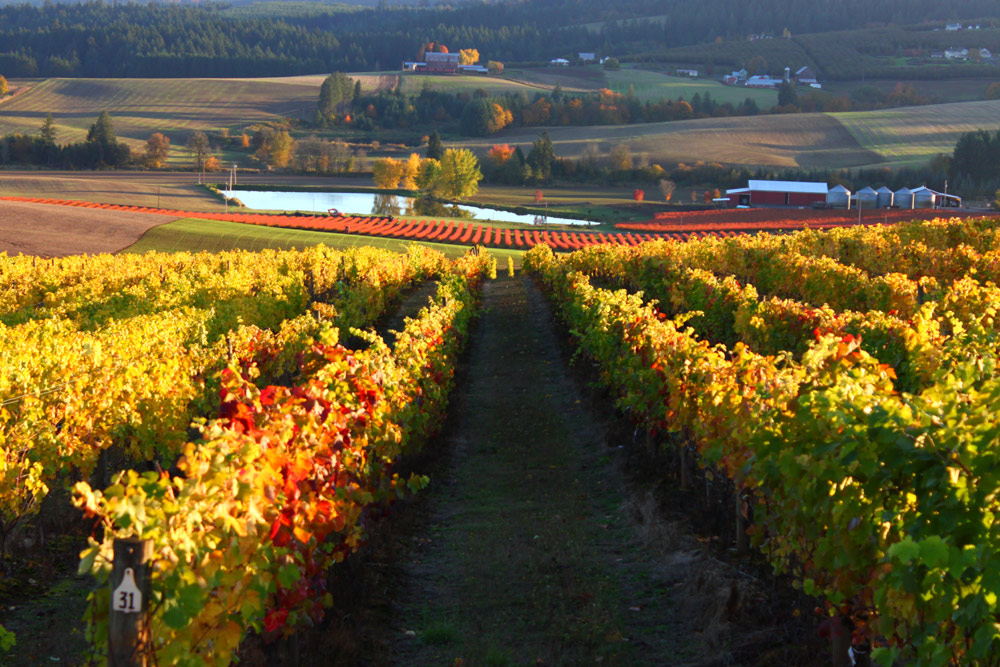 Oregon Wine Country Thanksgiving Offers Part 2 This Weekend from ...