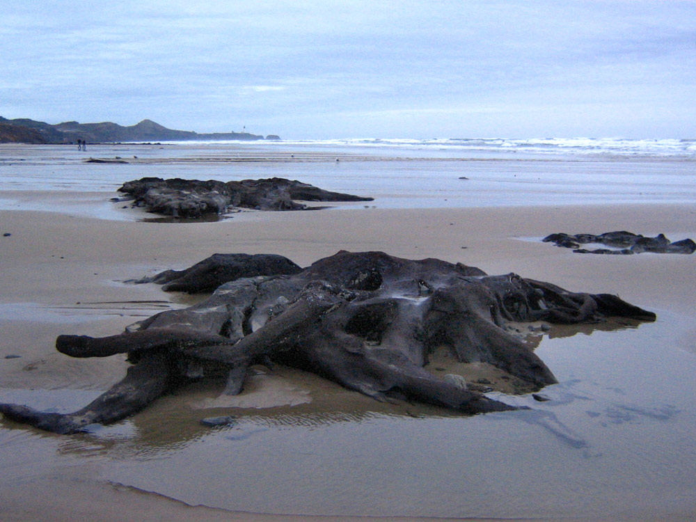 Ghosts of Newport: Freaky Ancient Forest Stumps Lying Below This Part ...